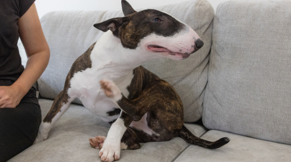 Understanding Your Dog’s Skin Barrier: The First Line of Defence Again ...