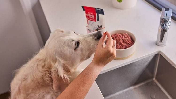 Introducing Vetz Petz and Our Inflammation Support Range – Antinol ...