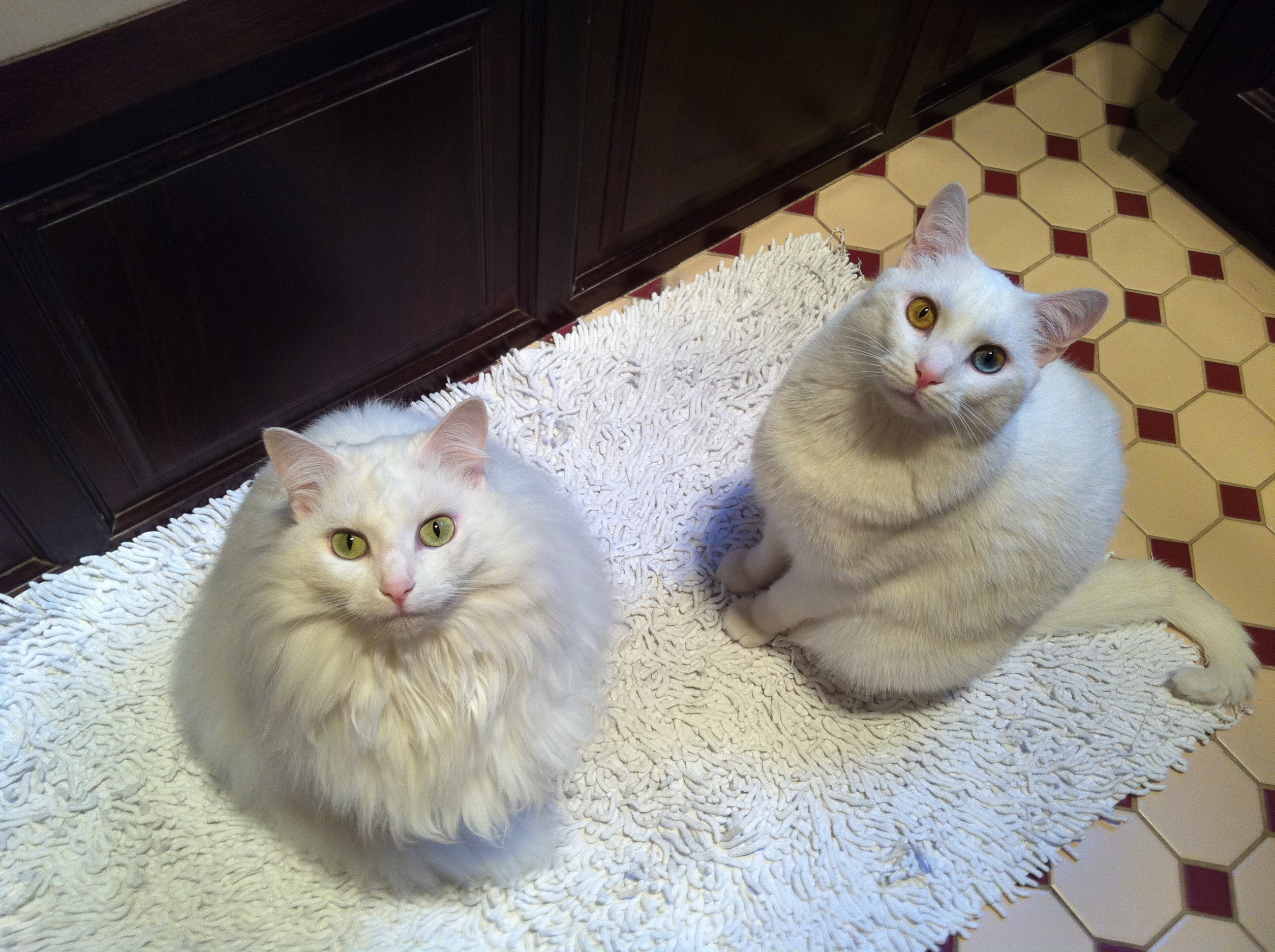 Improving Ralph and Pudding's Quality of Life – Antinol Australia